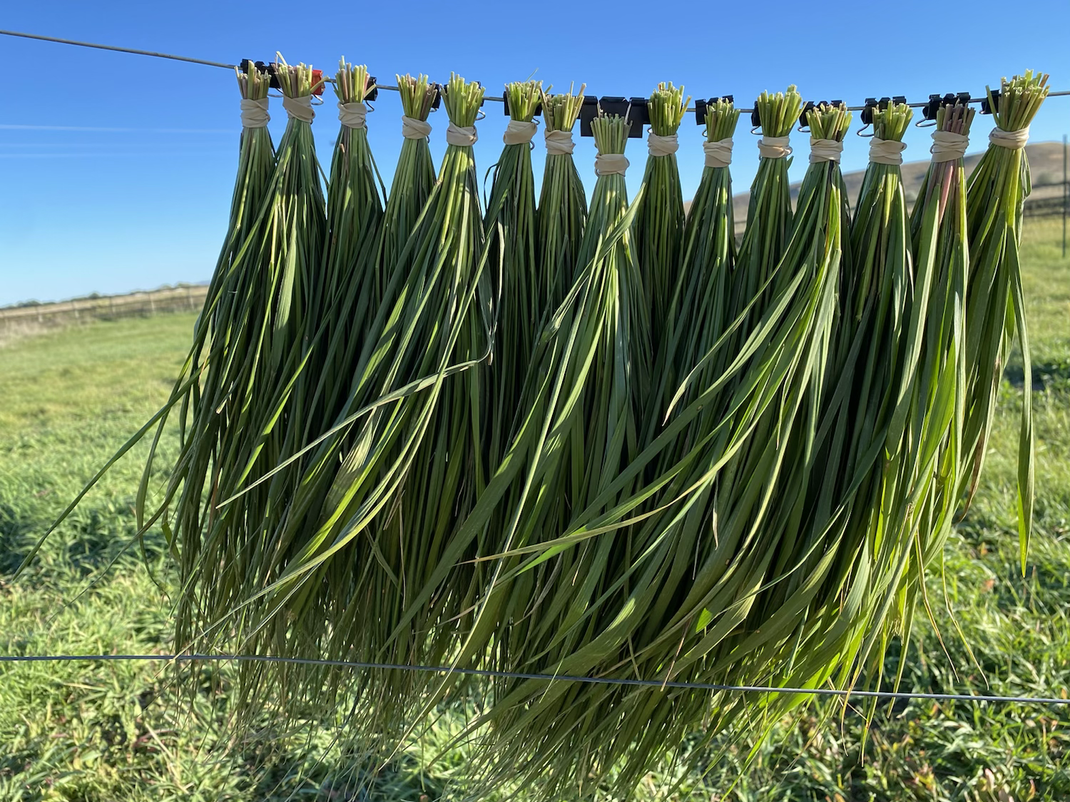 Meadowlark Apothecary - Sweetgrass & Natural Products